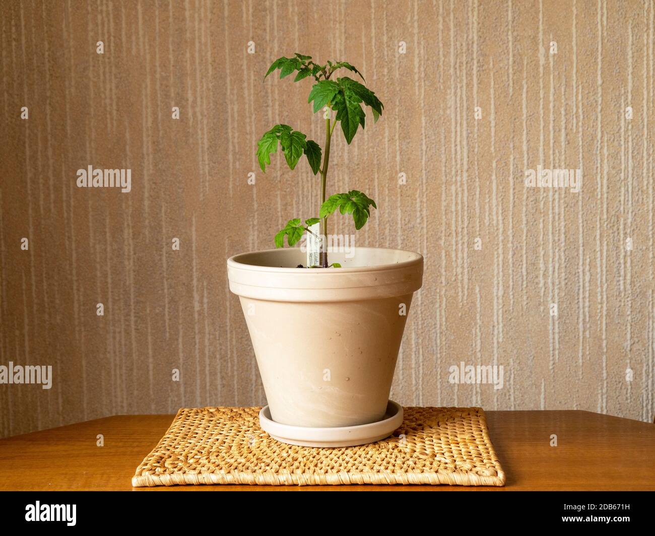 Dwarf tomato plant, variety Red Robin, grown indoors in a clay pot ...