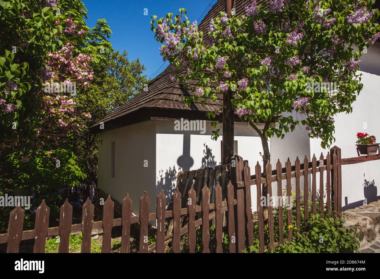 Traditional houses with blossom trees in village Holloko in Hungary ...