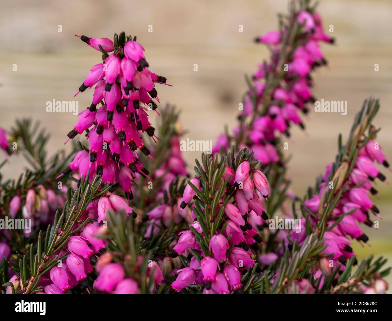 Closeup of the bright pink flowers and green leaves of the heather ...