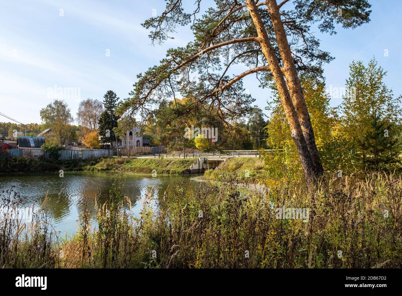 Two tall pine trees lean over the river on a Sunny autumn day in the ...