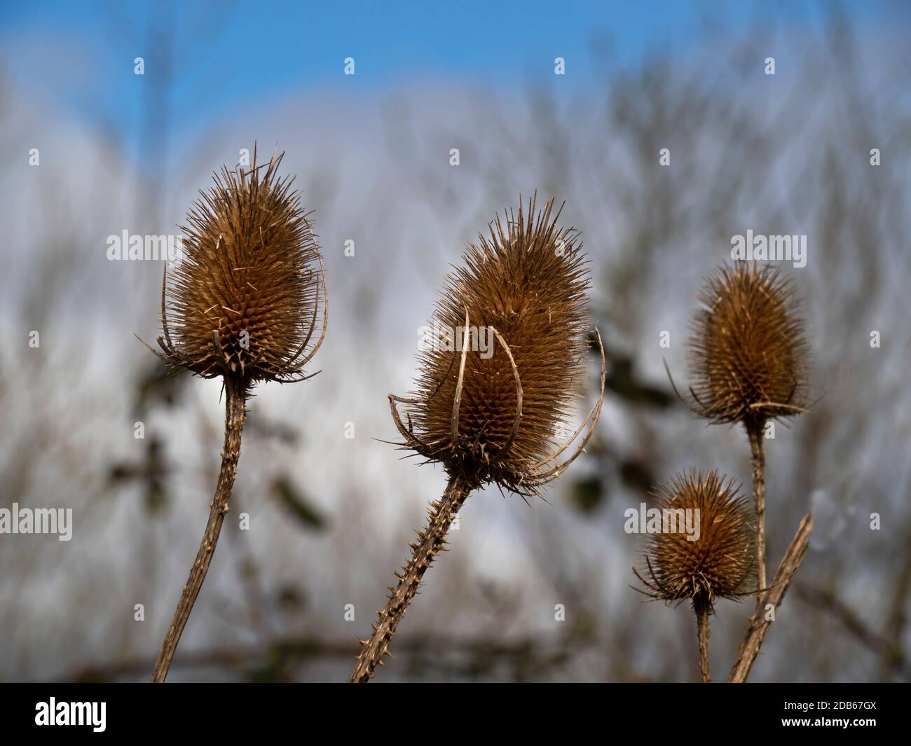 Closeup of the spiky seed heads of teasel plants, Dipsacus, in winter ...