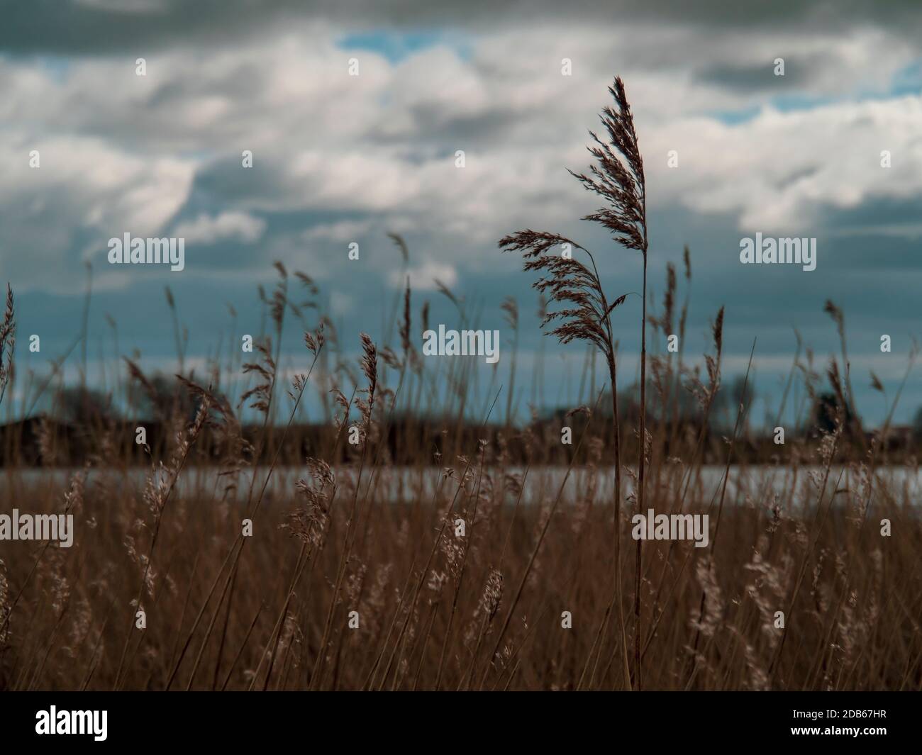Reeds, wetlands and dramatic sky at Wheldrake Ings Nature Reserve ...