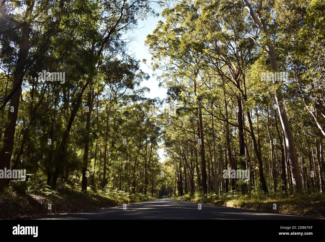 A road with native Australian trees Stock Photo - Alamy