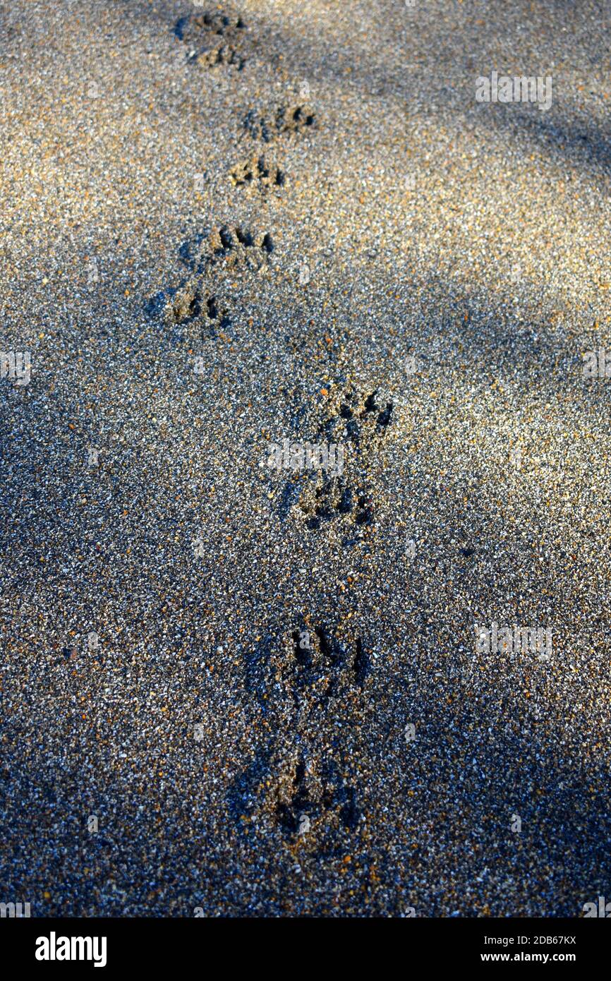 Dog footprints in the sand Stock Photo - Alamy