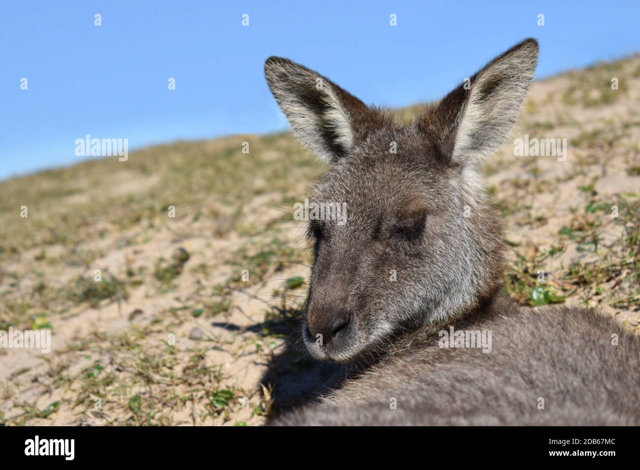 A kangaroo resting on grass Stock Photo - Alamy