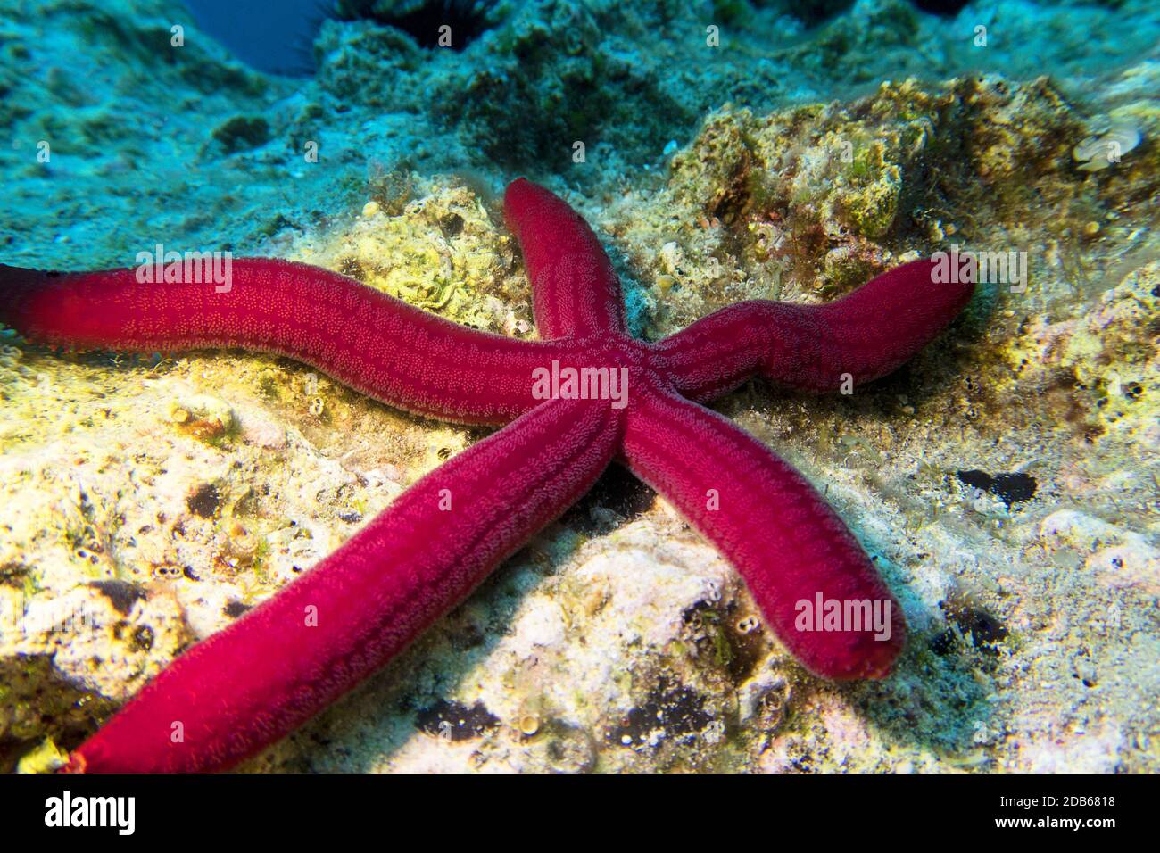 Red starfish also called as sea star, single animal at the bottom of ...