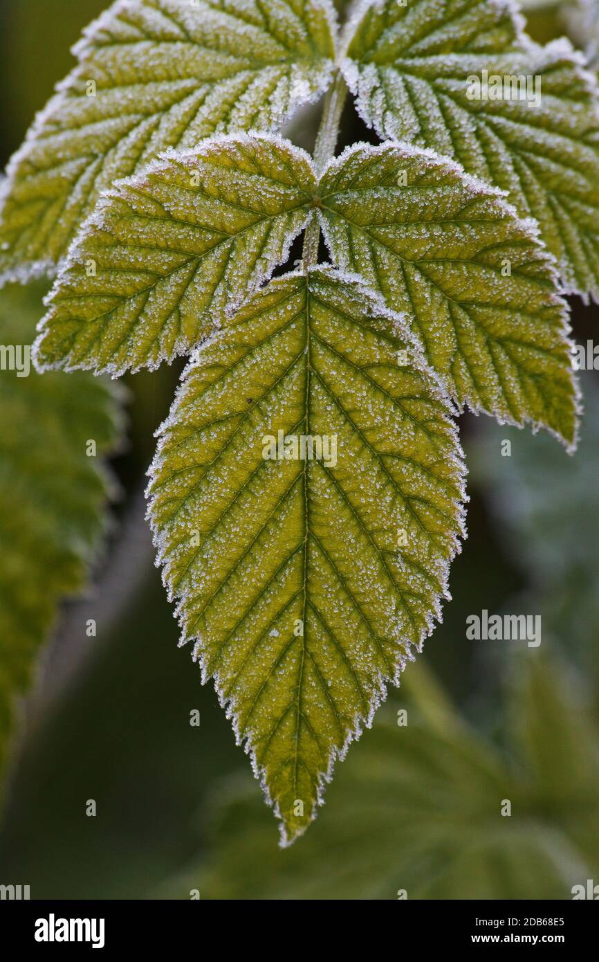Frost on the leaves of raspberry plant in the garden Stock Photo - Alamy