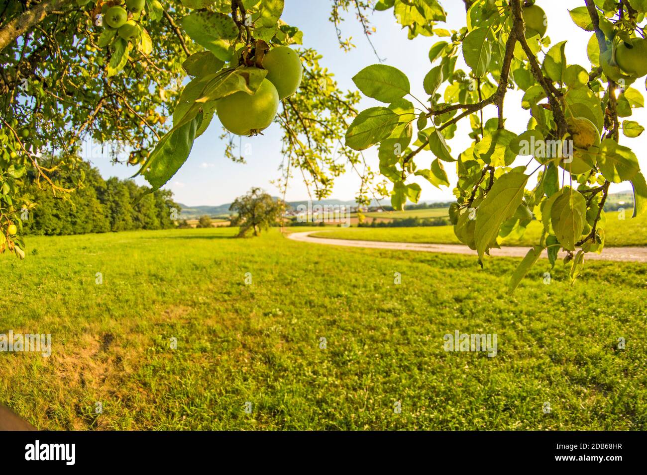apples on a tree with German landscape Stock Photo - Alamy