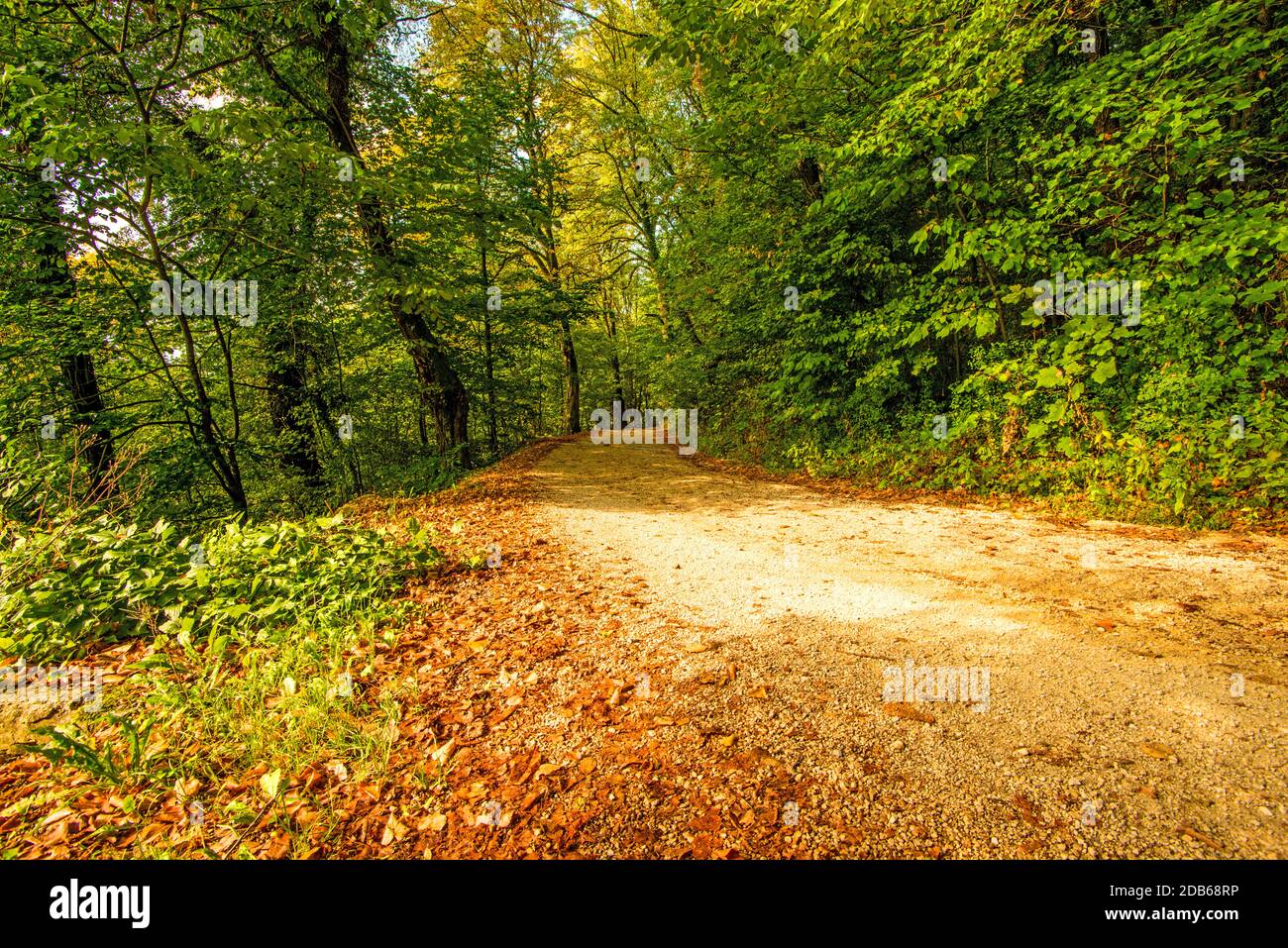 Forest in autumn with way Stock Photo - Alamy
