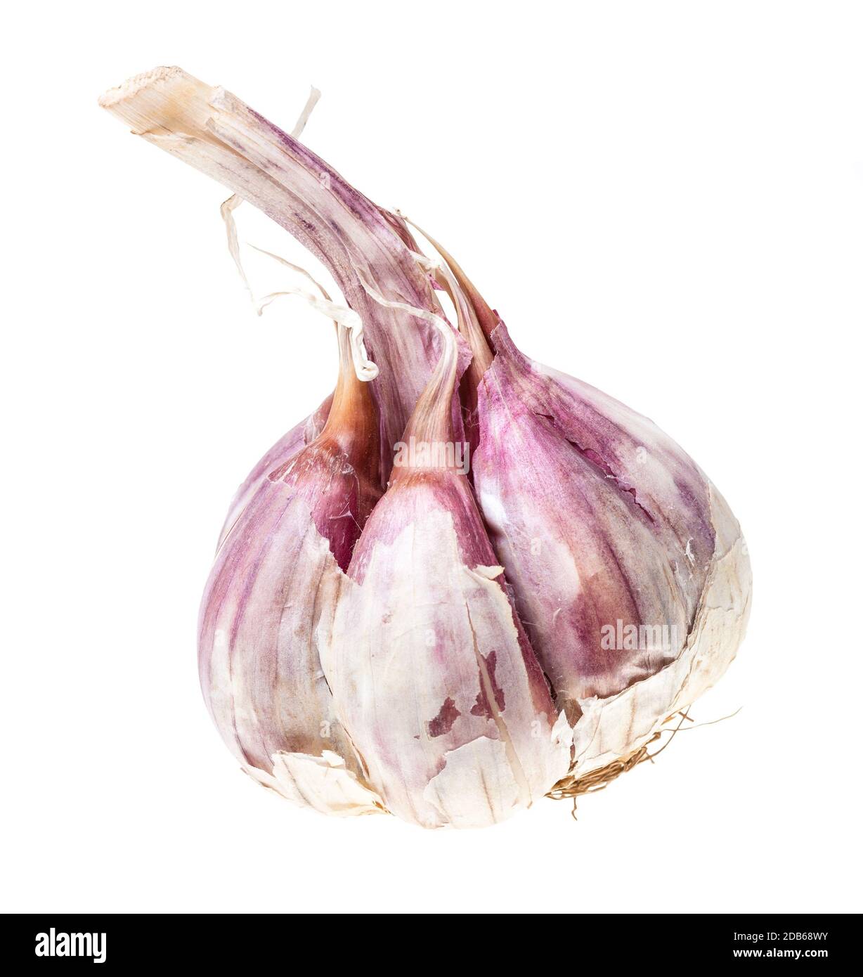 single bulb of ripe garlic isolated on white background Stock Photo - Alamy