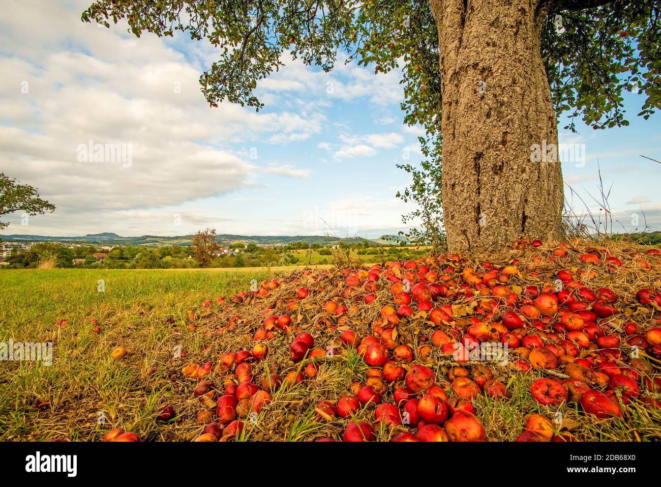 heap of apples at a tree trunk with landscape Stock Photo - Alamy
