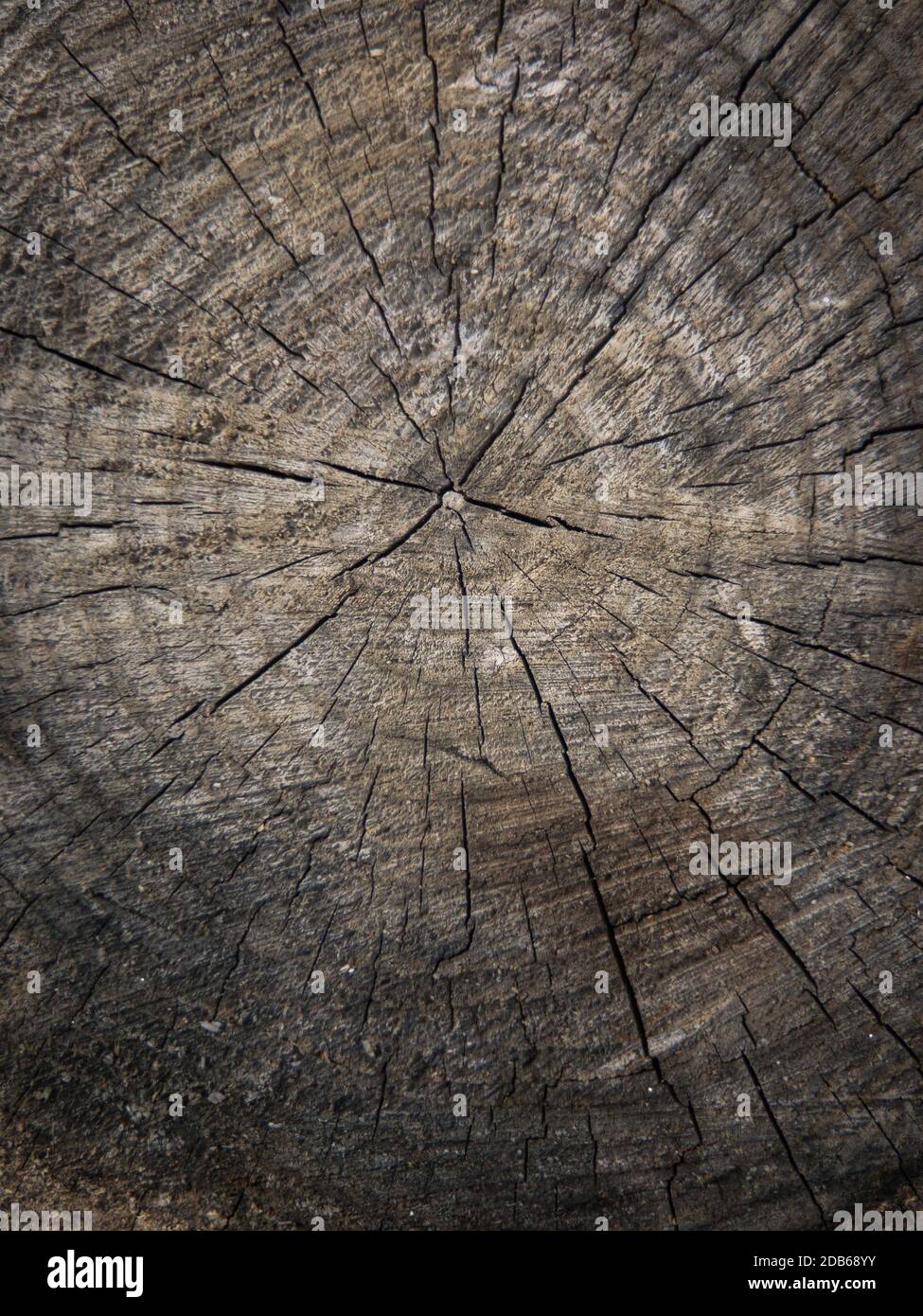 A vertical closeup shot of wood stump texture - perfect for wallpaper Stock Photo - Alamy