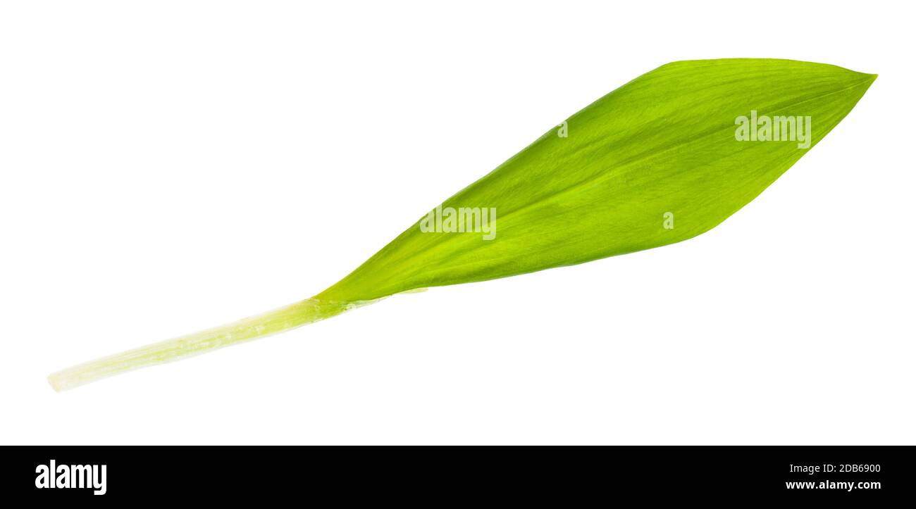 leaf of fresh wild garlic (ramson) isolated on white background Stock ...