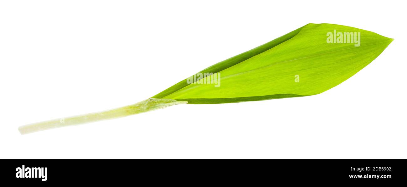 single leaf of fresh wild garlic (ramson) isolated on white background ...