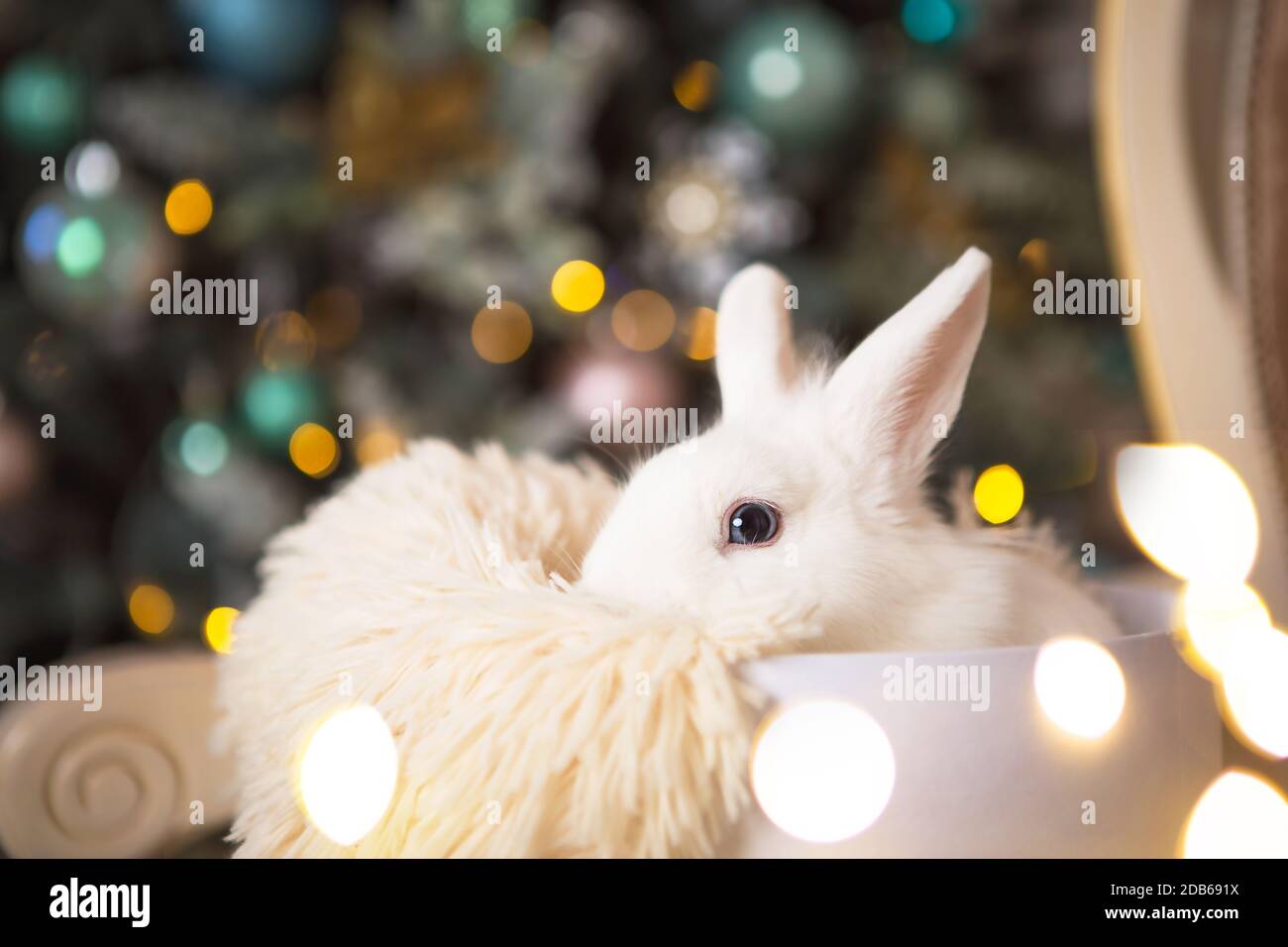 Round fluffy ears hi-res stock photography and images - Alamy
