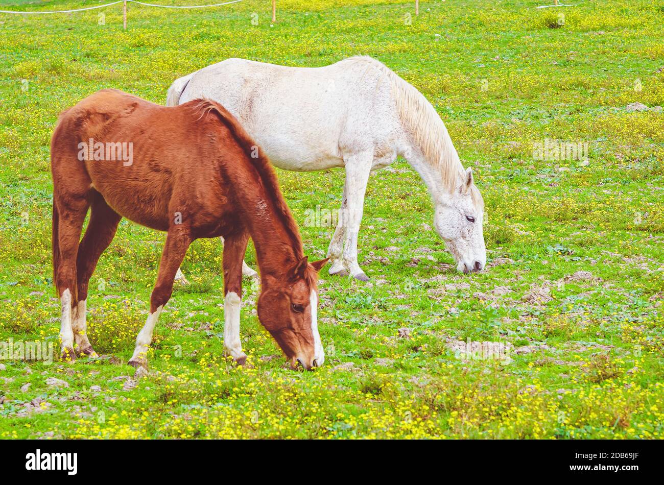 two horse eating in grassland Stock Photo - Alamy