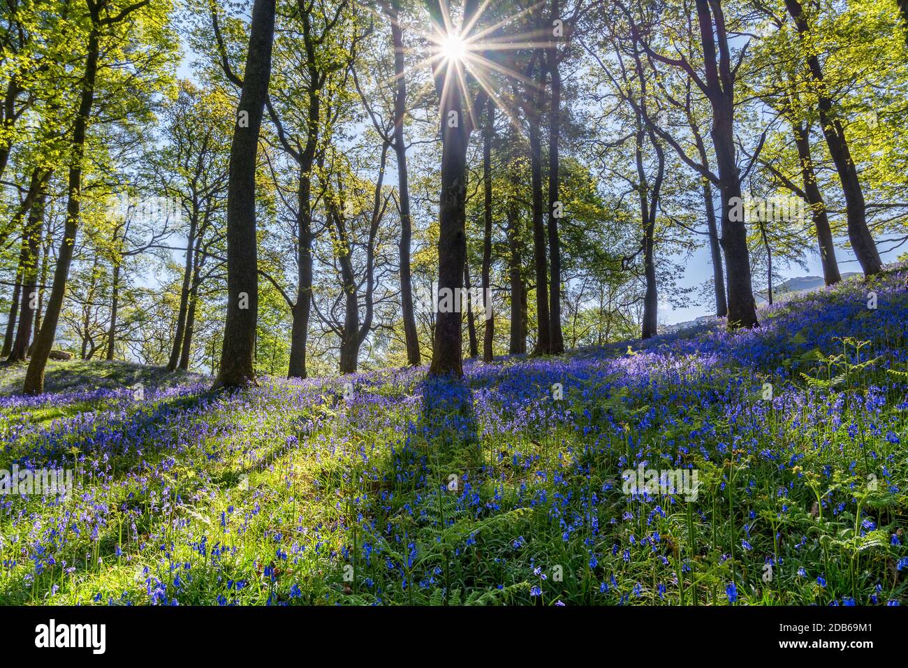 Early Spring Morning