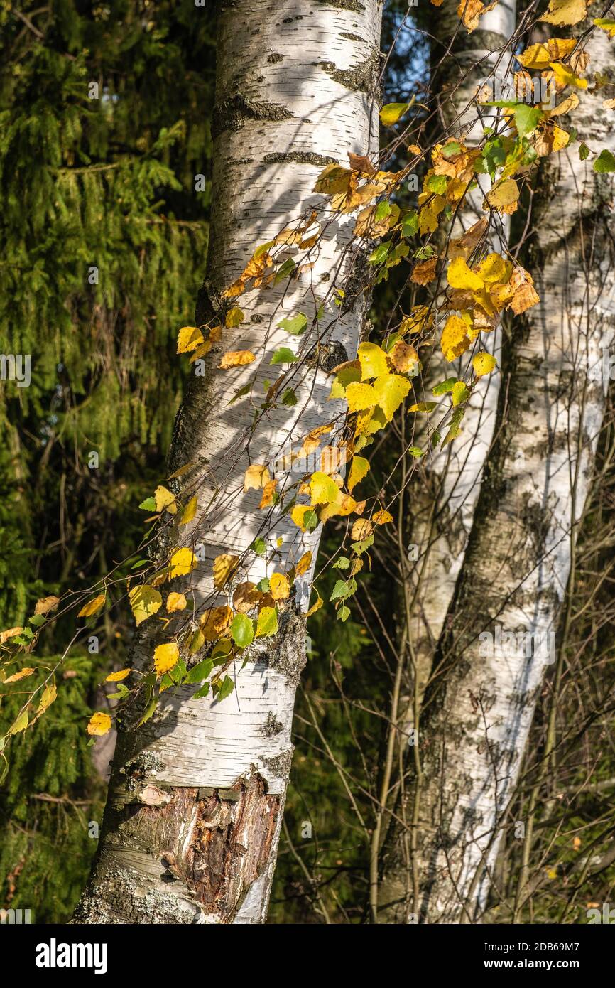 Thin long birch branches with yellow leaves on the background of white ...
