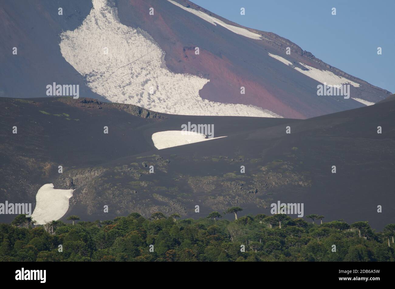 Llaima volcano slope and forest of monkey puzzle tree Araucaria ...