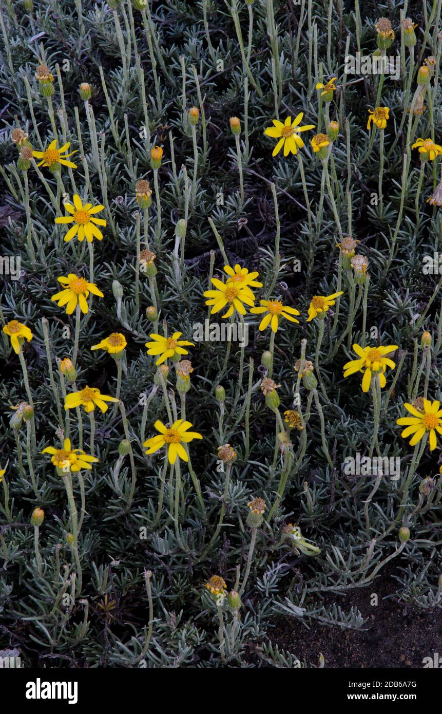 Plant Senecio chilensis in flower. Conguillio National Park. Araucania ...