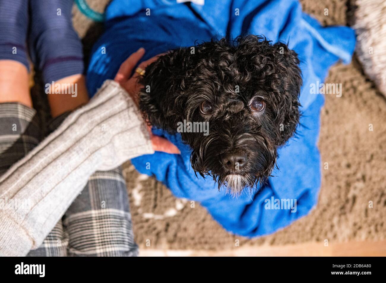 A wet cockapoo dog wrapped in a towel after a muddy walk Stock Photo ...