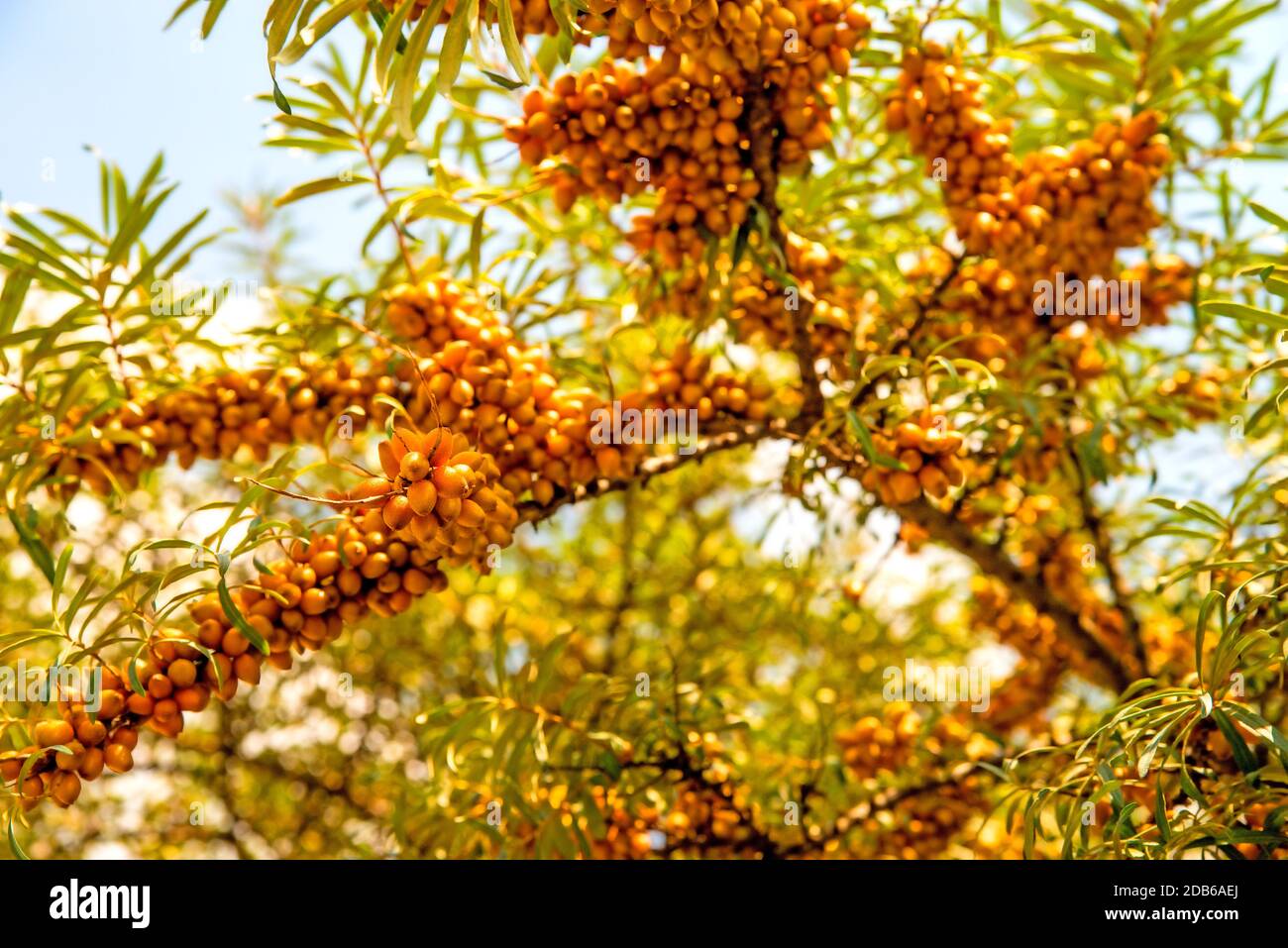 common sea-buckthorn fruits Stock Photo - Alamy