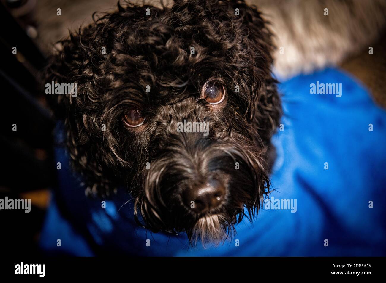 A wet cockapoo dog wrapped in a towel after a muddy walk Stock Photo ...