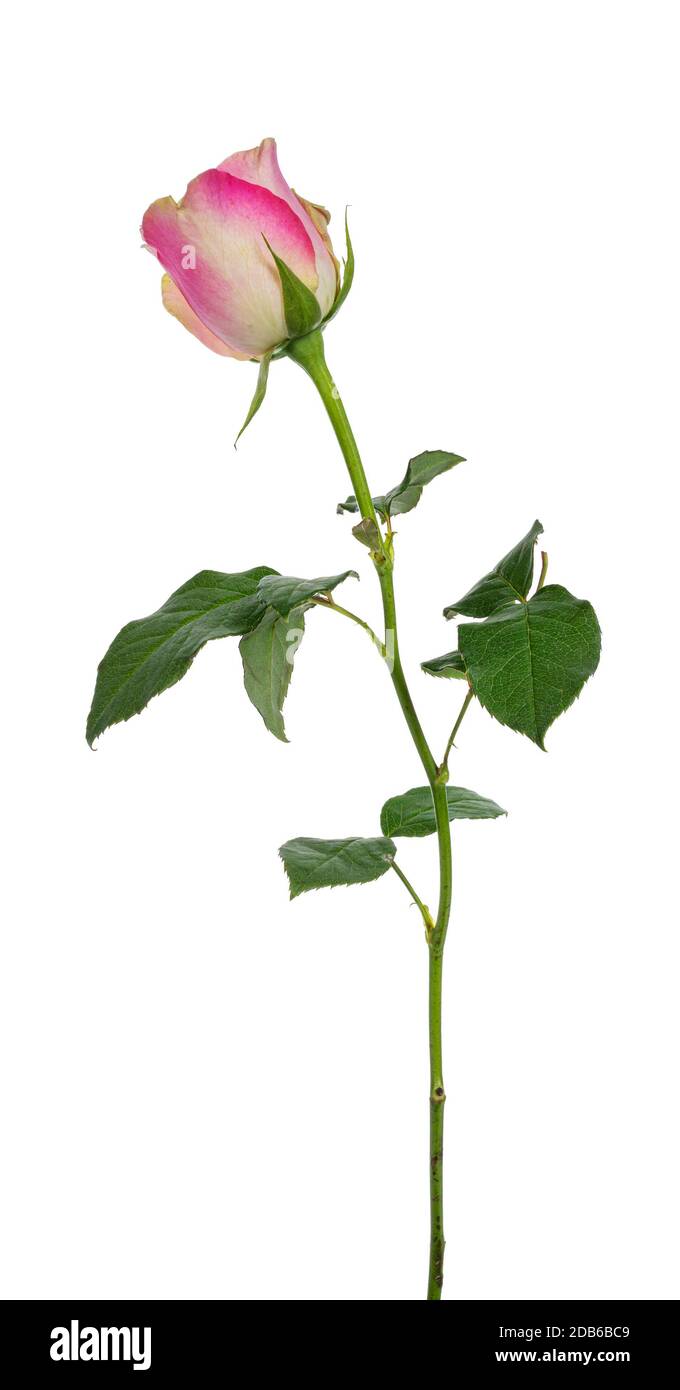 Side view of soft pink rose with off white edges on stem with green ...