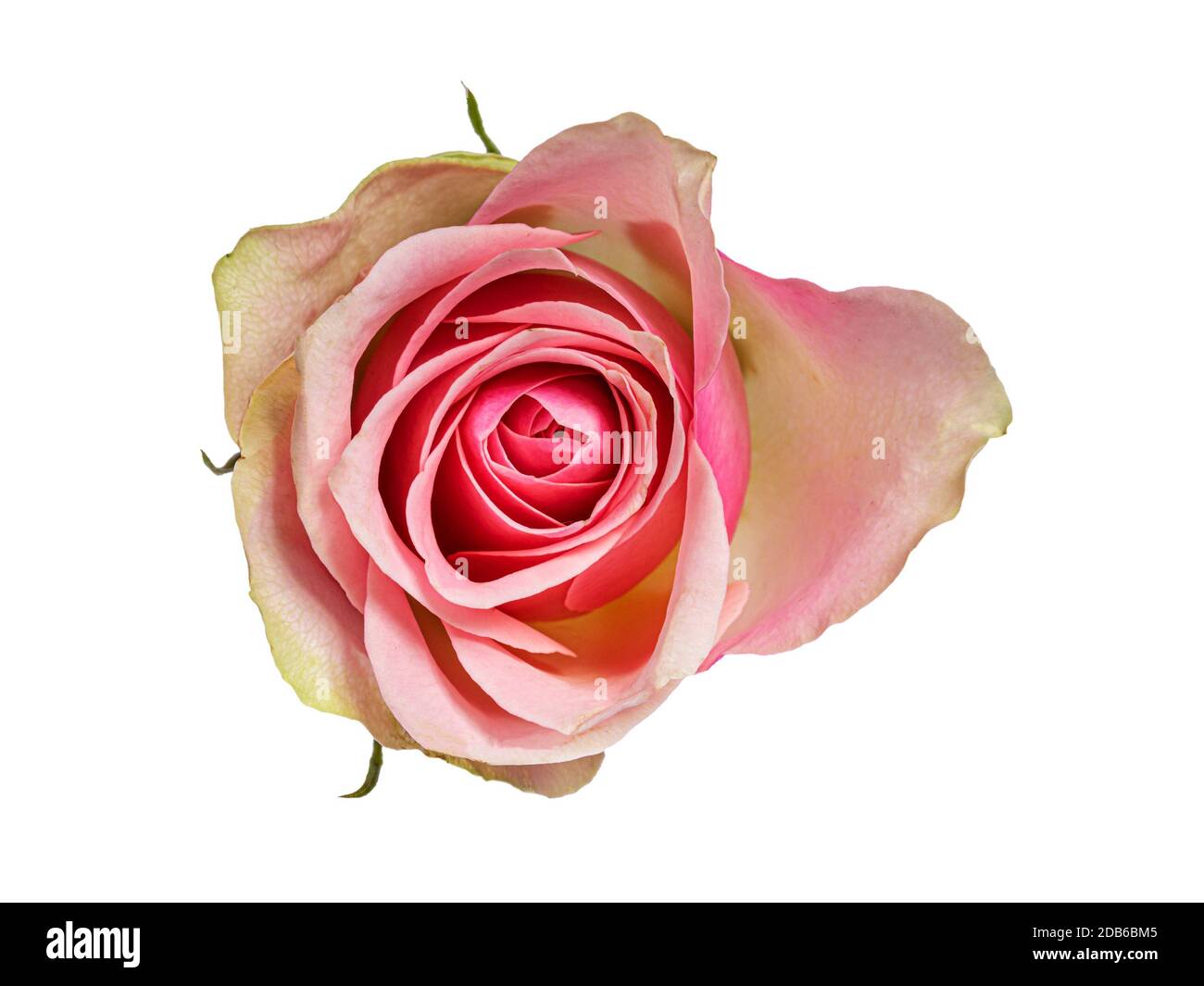 Top view of soft pink rose with off white edges on stem with green ...