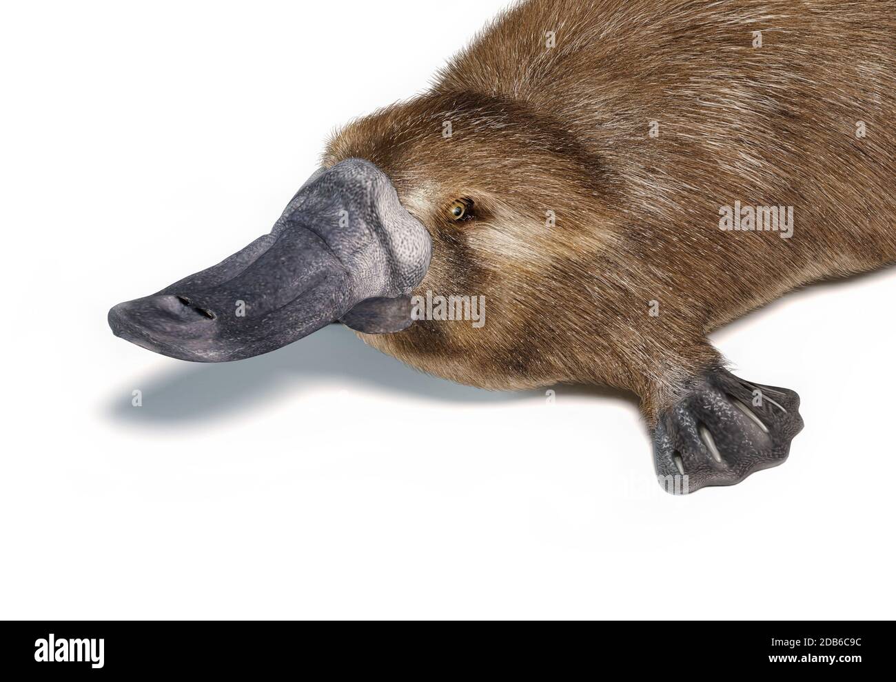 Semi Aquatic Mammals