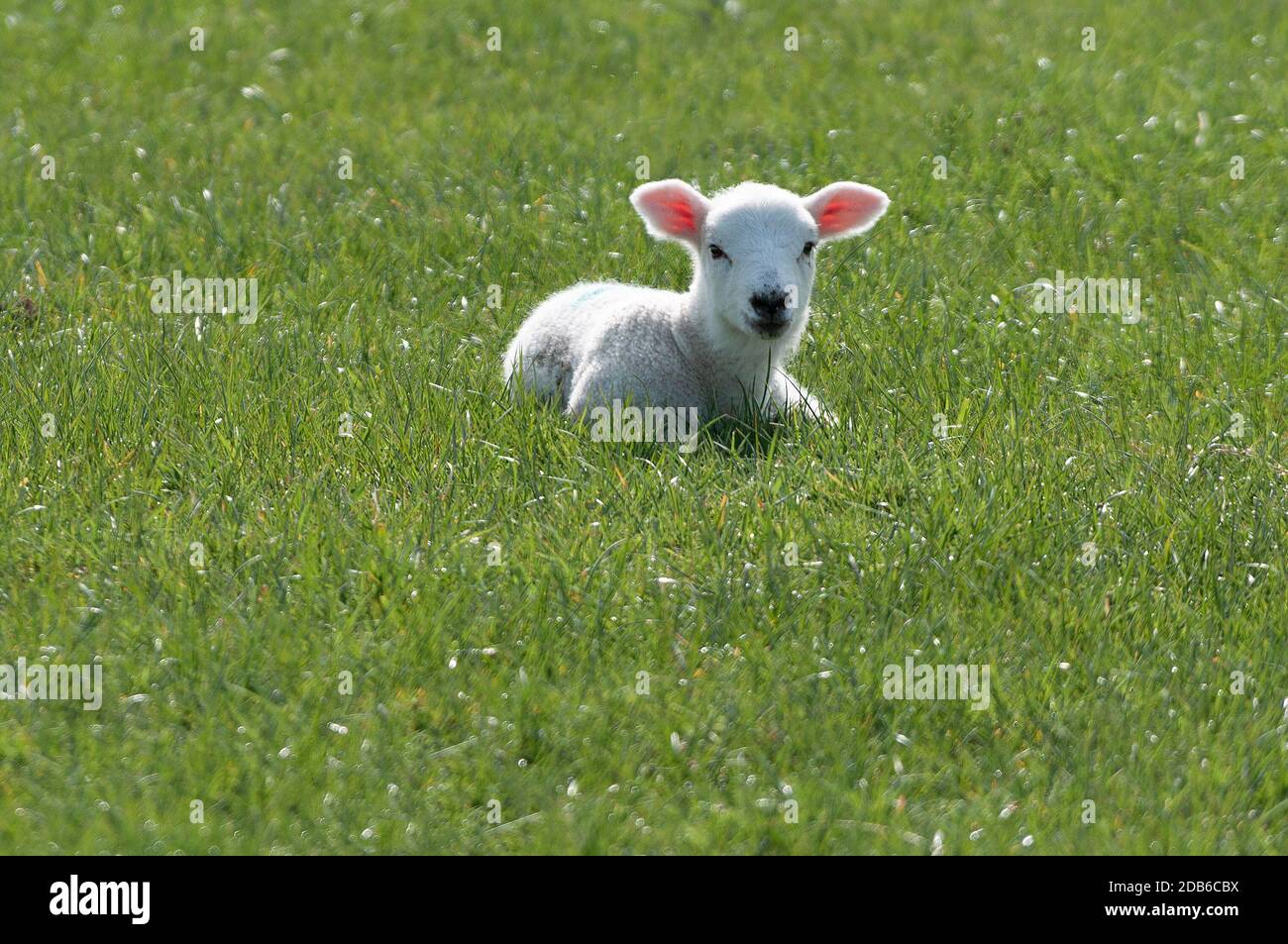 English spring lamb hi-res stock photography and images - Alamy