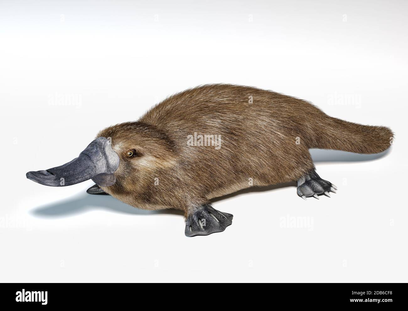 Semi-aquatic mammal, native in eastern Australia. On white background ...