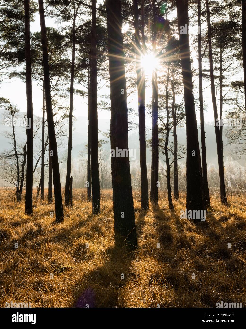 Sun shining through Pine Tree forest on a Autumn misty morning in the ...