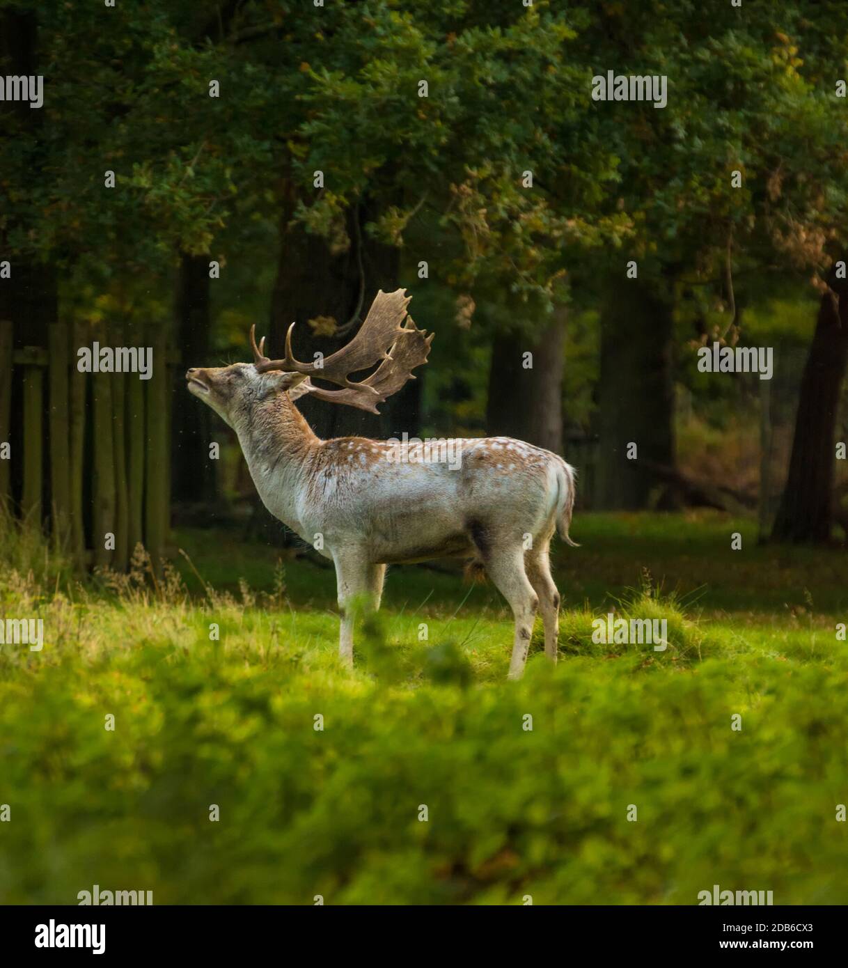 Male Fallow Deer with beautiful antlers standing in park with crisp ...