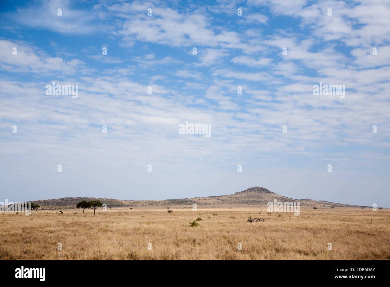 Serengeti National Park landscape, Tanzania, Africa. African panorama ...