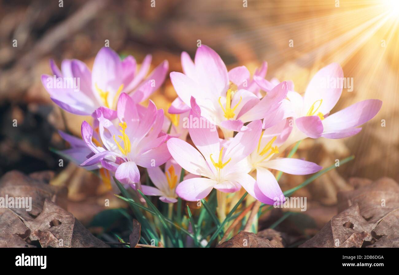 Beautiful crocuses growing through snow. First spring flowers Stock ...