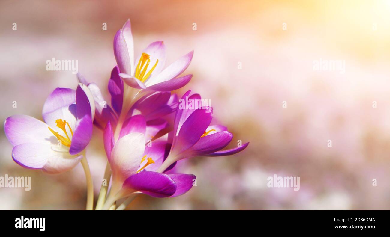 Beautiful crocuses growing through snow. First spring flowers Stock ...
