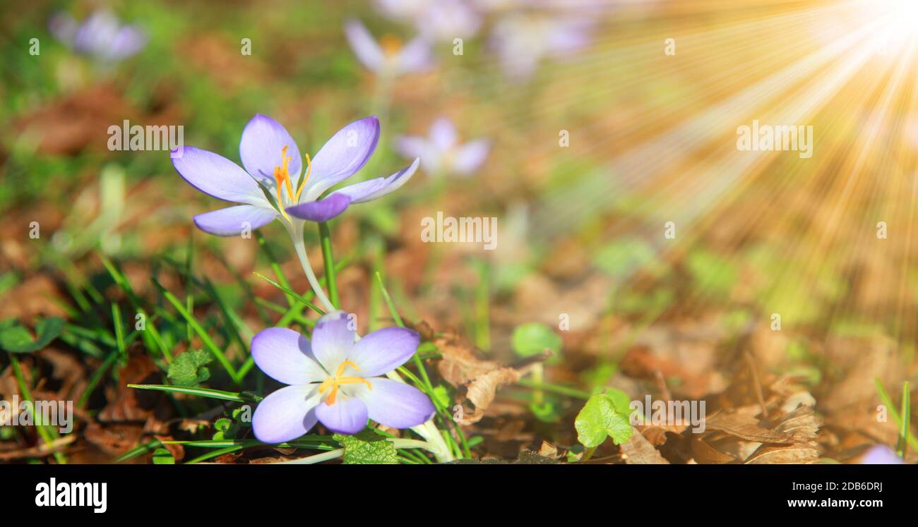 Beautiful crocuses growing through snow. First spring flowers Stock ...