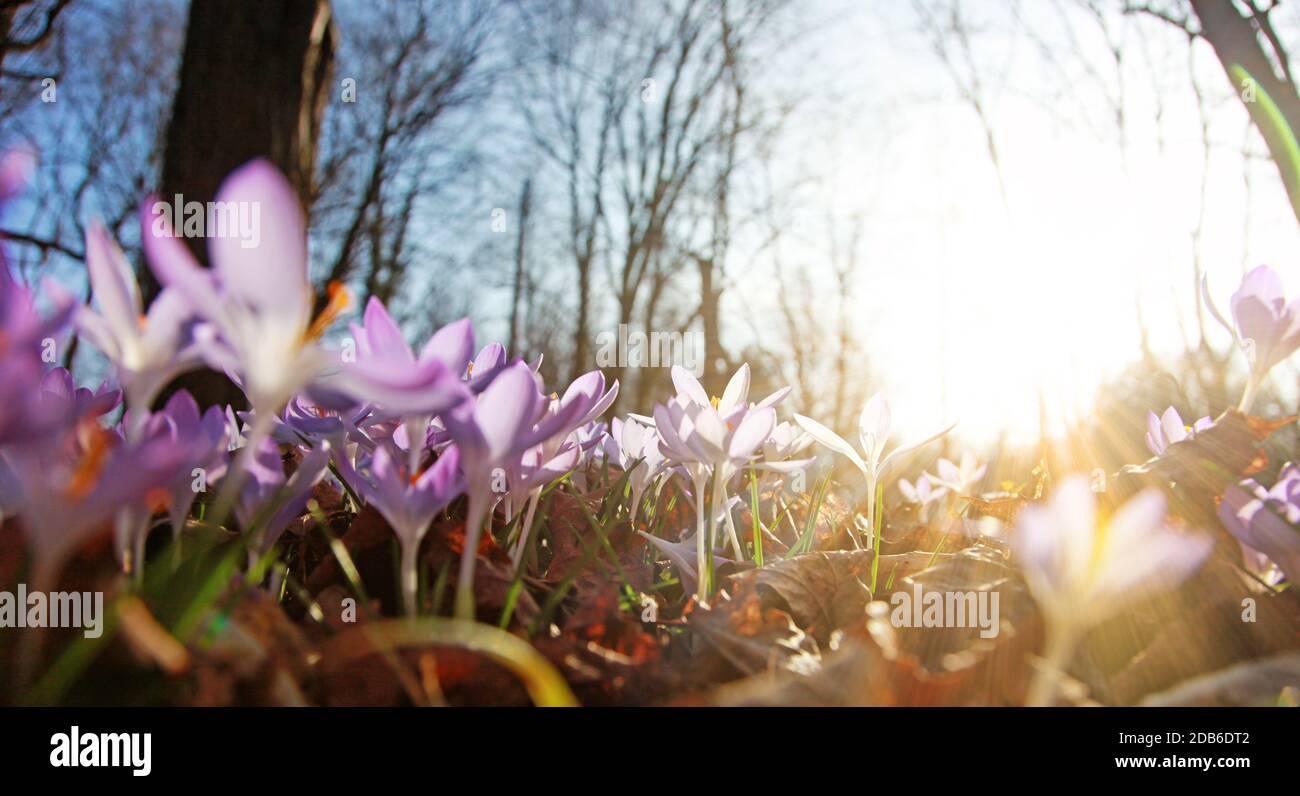 Beautiful crocuses growing through snow. First spring flowers Stock ...