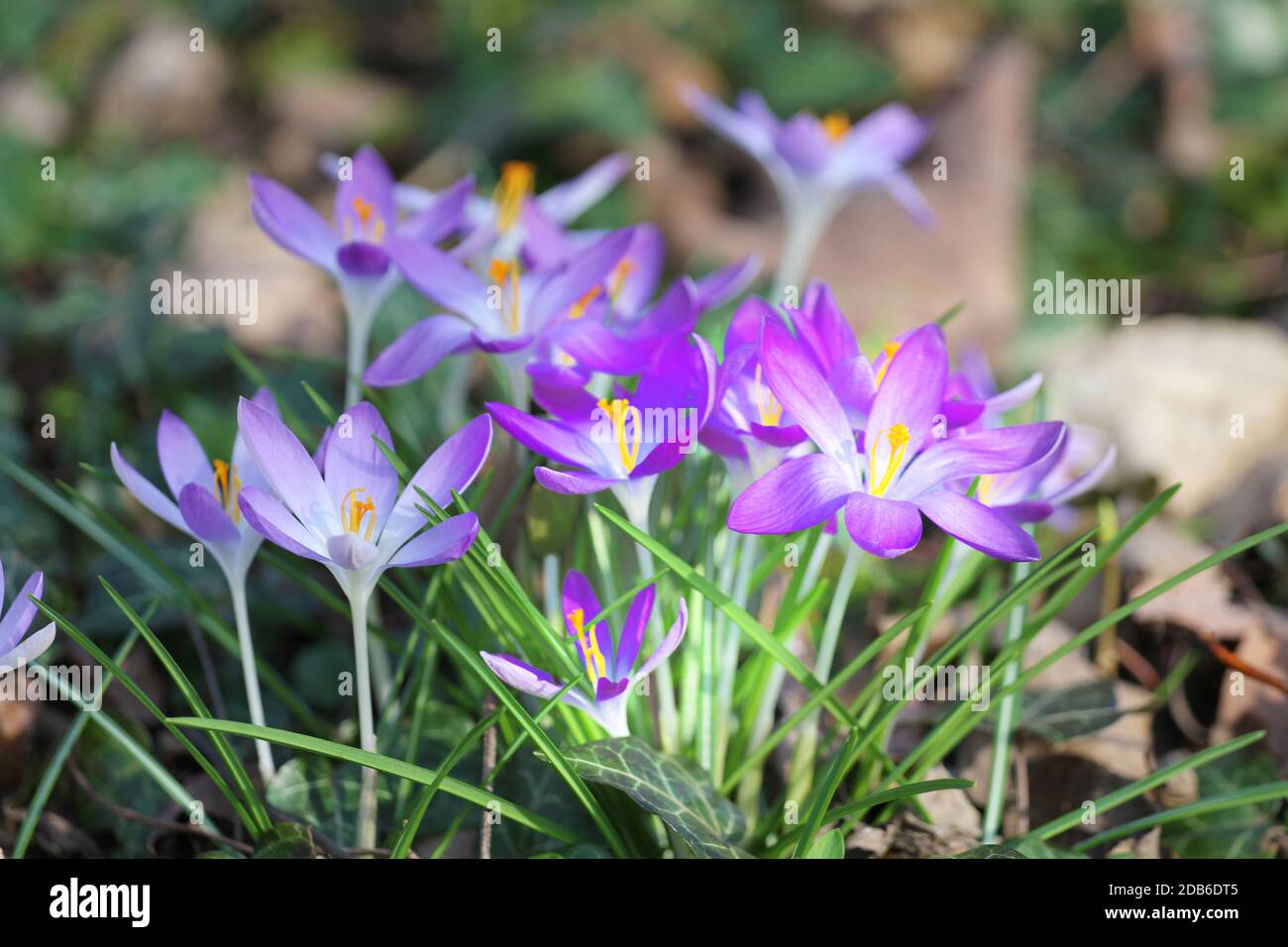 Beautiful crocuses growing through snow. First spring flowers Stock ...
