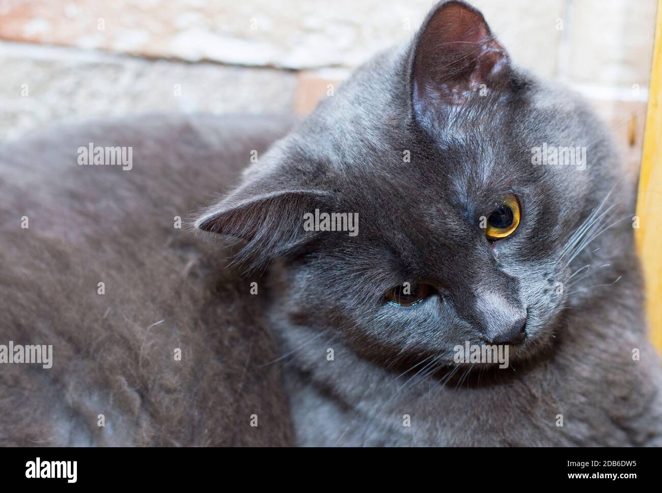 portrait of a grey cat against a brick wall, theme domestic cats Stock ...
