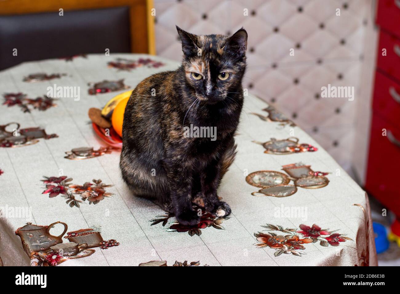 pied cat on the kitchen table, theme domestic cats Stock Photo - Alamy
