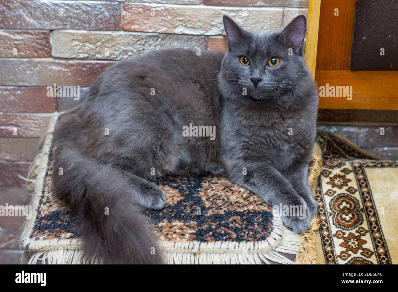 a furry cat sits against a brick wall, the theme of domestic cats Stock ...
