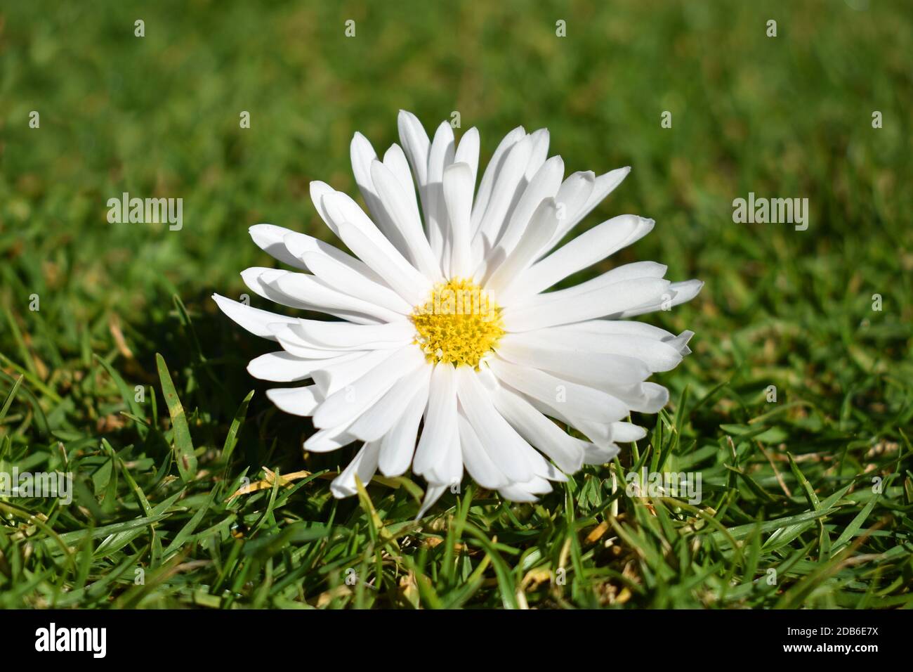 A single daisy on grass Stock Photo - Alamy