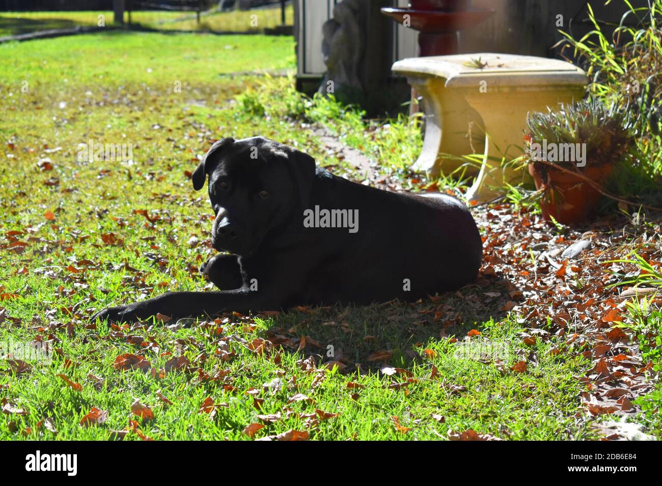 Labrador and bulldog hi-res stock photography and images - Alamy