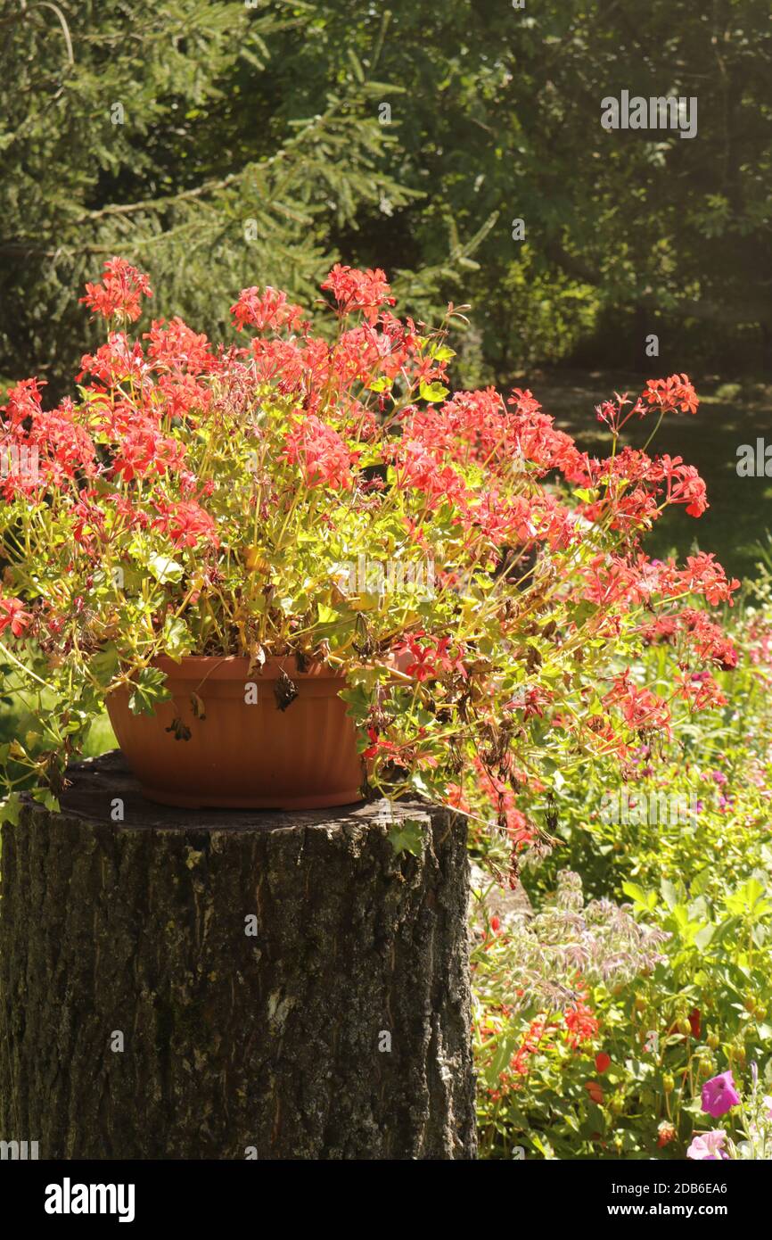 Potted geranium hi-res stock photography and images - Alamy