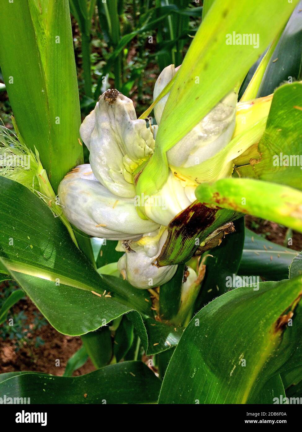 Teosinte Seeds