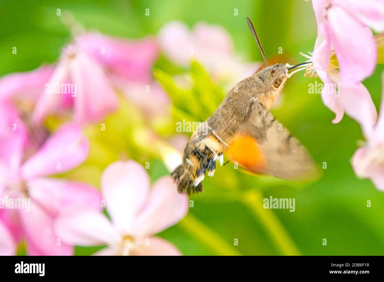 hummingbird hawk-moth on a flower of a soapwort Stock Photo - Alamy