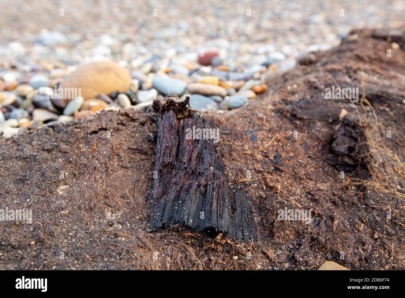 Ancient wood preserved in peat revealed by coastal erosion at Spurn ...