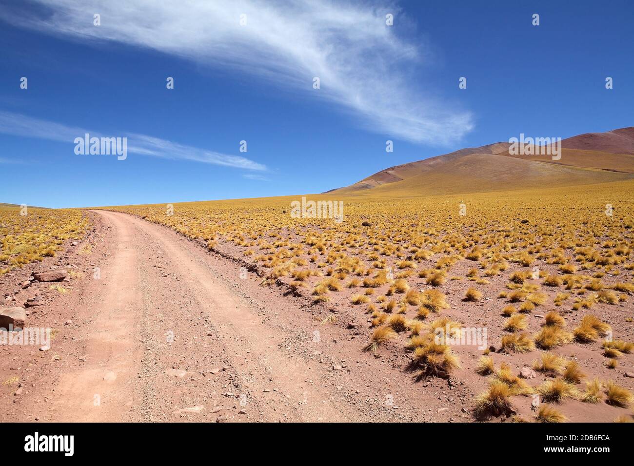 Peruvian feathergrass, jarava ichu, in the Puna de Atacama, Argentina ...